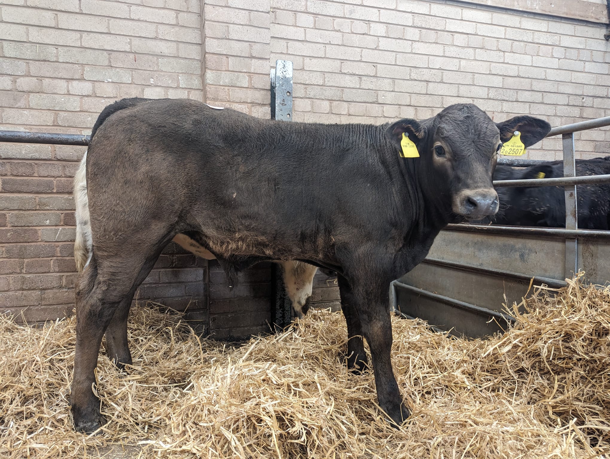 Borderway Calf Sale